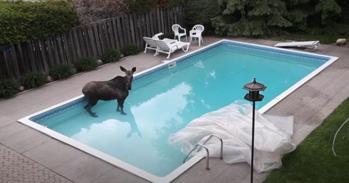 A Family Wake Up To Find A Moose Has Been Hanging Out In Their Backyard ...