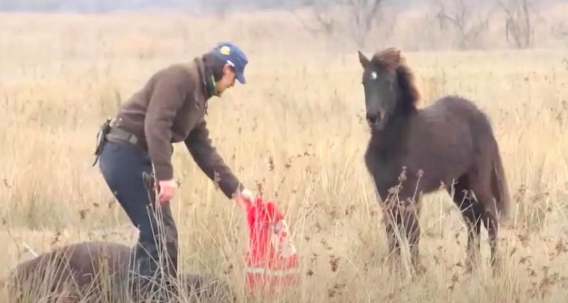 Veterinarian went on to releases a chained wild horse moments go on he ...